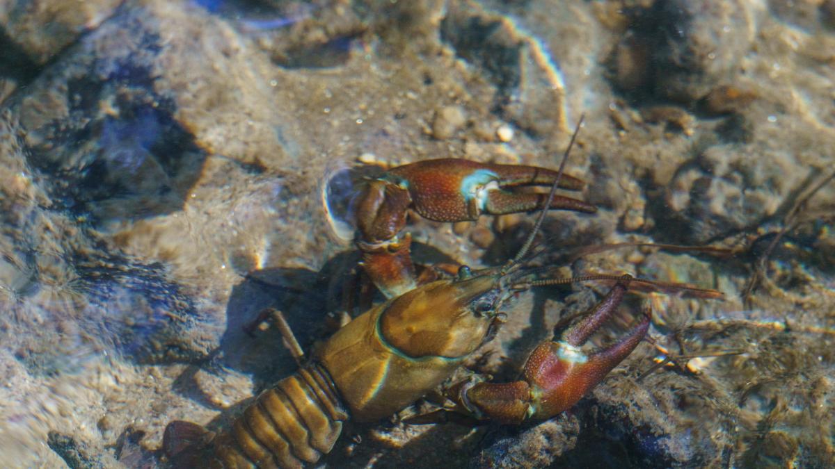 Un capricho del rey llena España de cangrejos