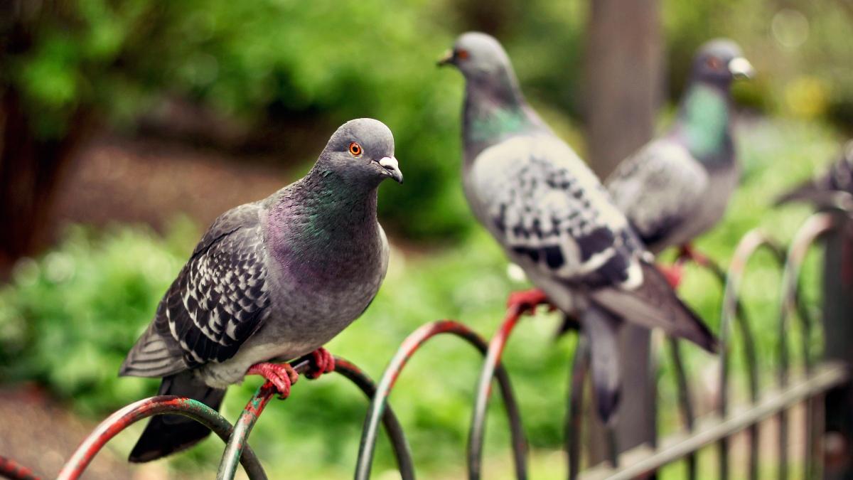 Ni repelente ni pinchos: un sólo color en el jardín es capaz de acabar ...