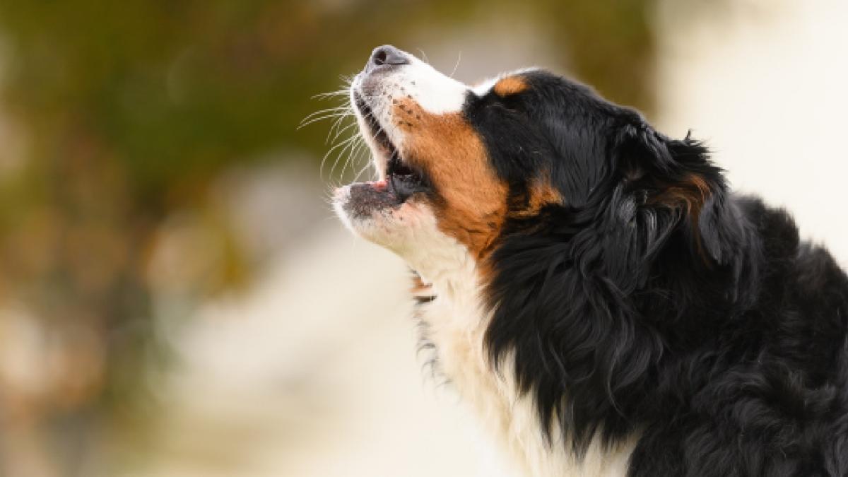 Este es el significado de 'guau' en el idioma perro