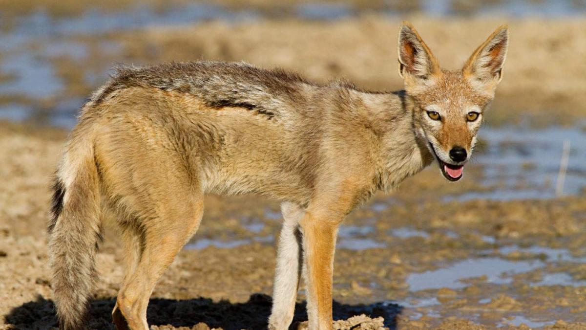 Detectan y graban por primera vez la presencia de un chacal dorado vivo ...