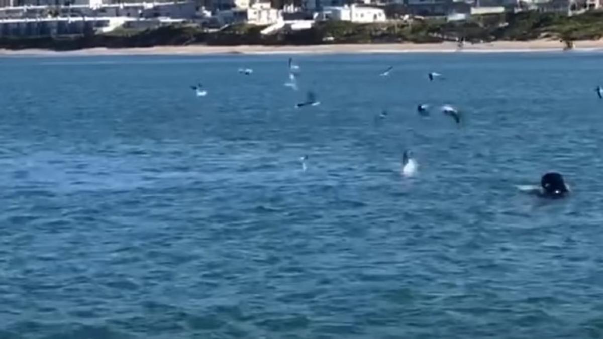 Captan el momento en el que una orca mata a un tiburón blanco