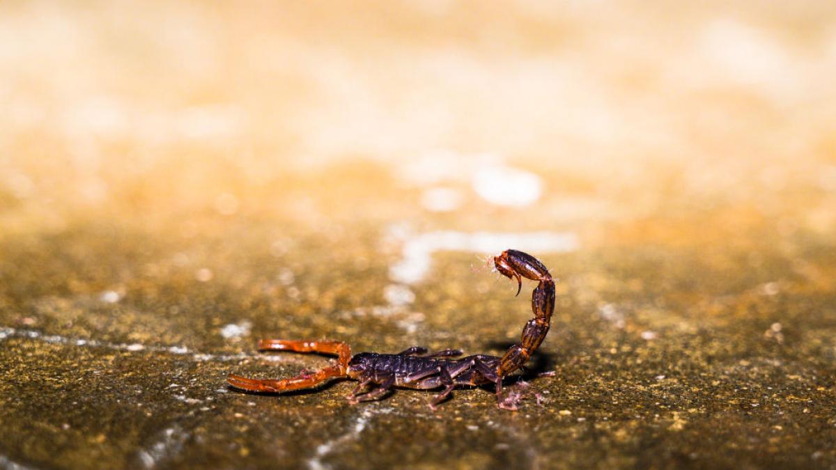 Invasión de escorpiones en Río de Janeiro