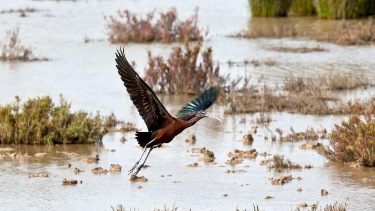 Doñana recibe una avalancha de nuevas aves por el golpe a la sequía