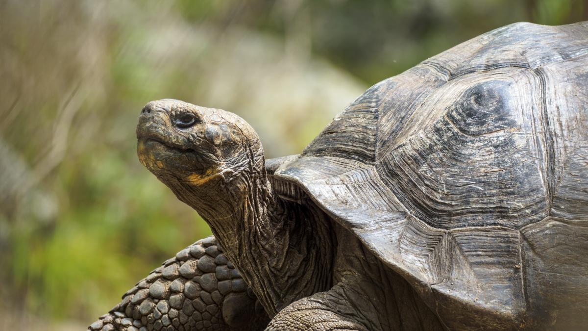 Aparecen dos mega tortugas peligrosas de 50 kilos en un río de Madrid