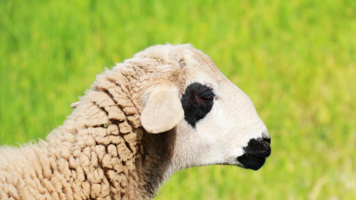 Marruecos mira a España para conseguir 600.000 corderos