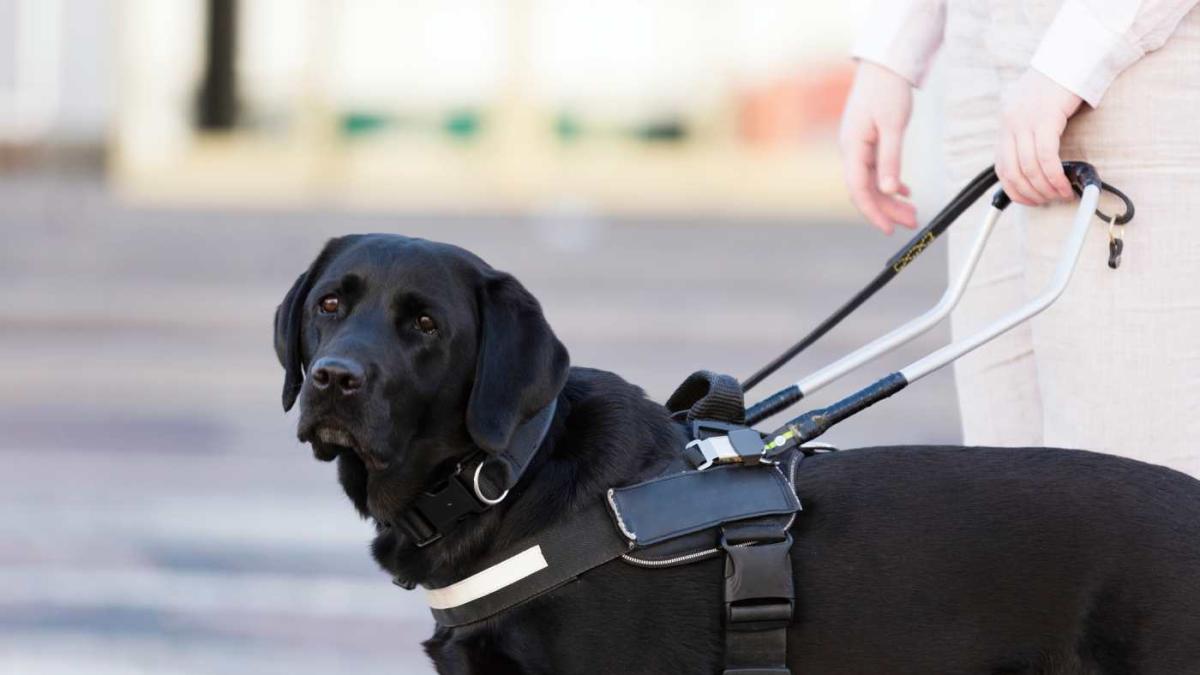 La petición importante que emite la ONCE para no distraer con este ...