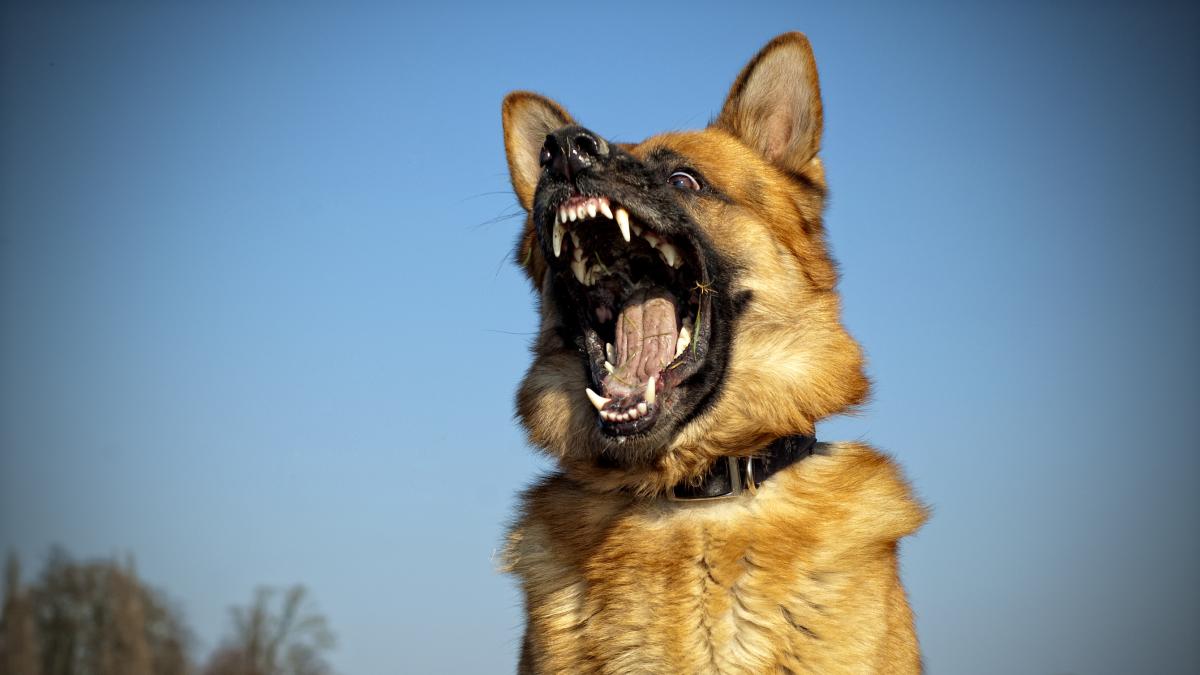 Los tres movimientos que jamás debes hacer ante un perro enfadado
