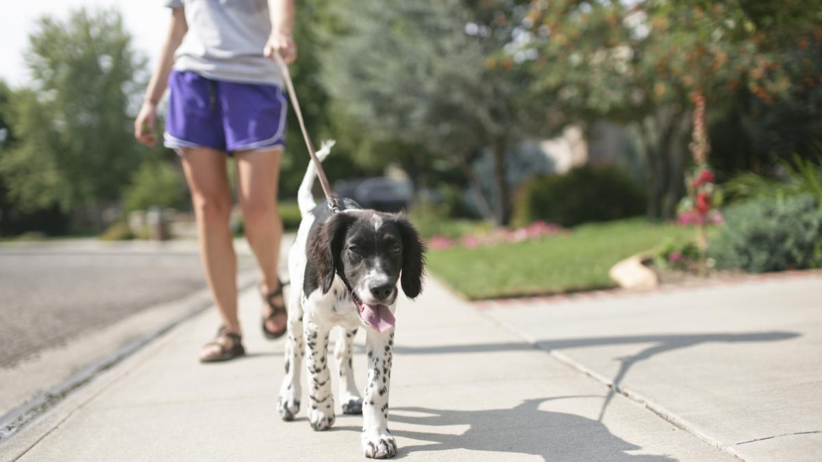 La regla de los 30 minutos y las dos horas para pasear al perro después ...