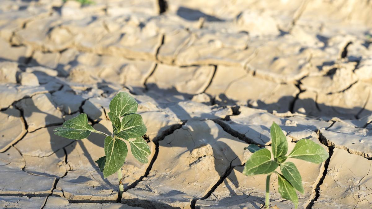 El truco de un agricultor para regar más eficientemente en épocas de sequía