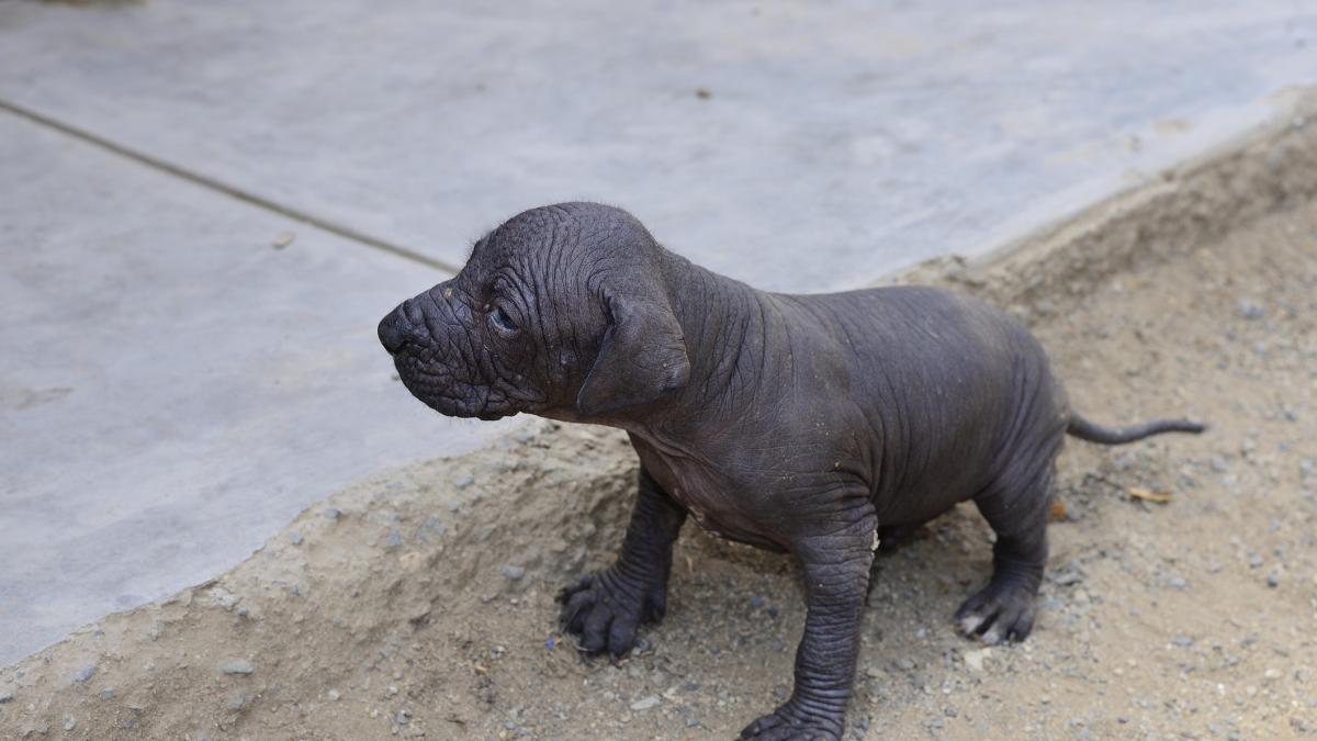 Esta es la esperanza de vida de la raza de perro más rara del mundo