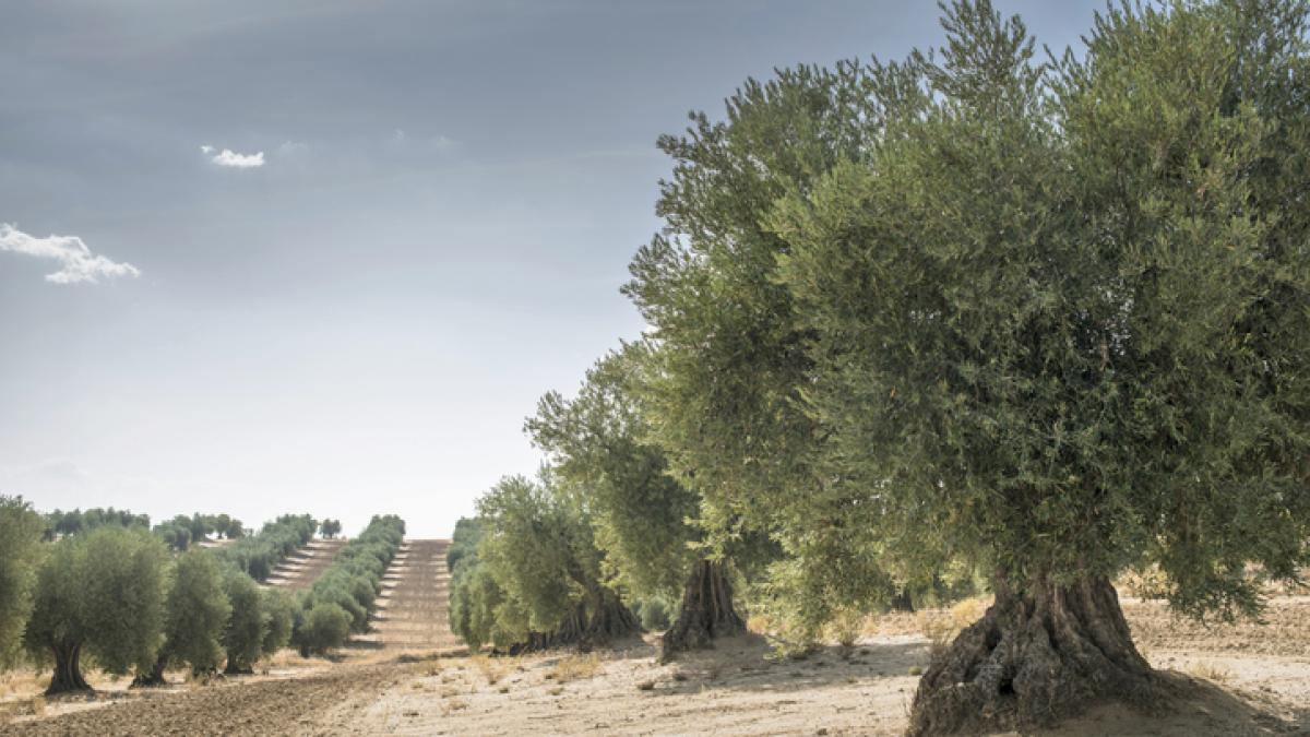 Un nuevo producto nace del olivar español para el dopaje de ladrillos