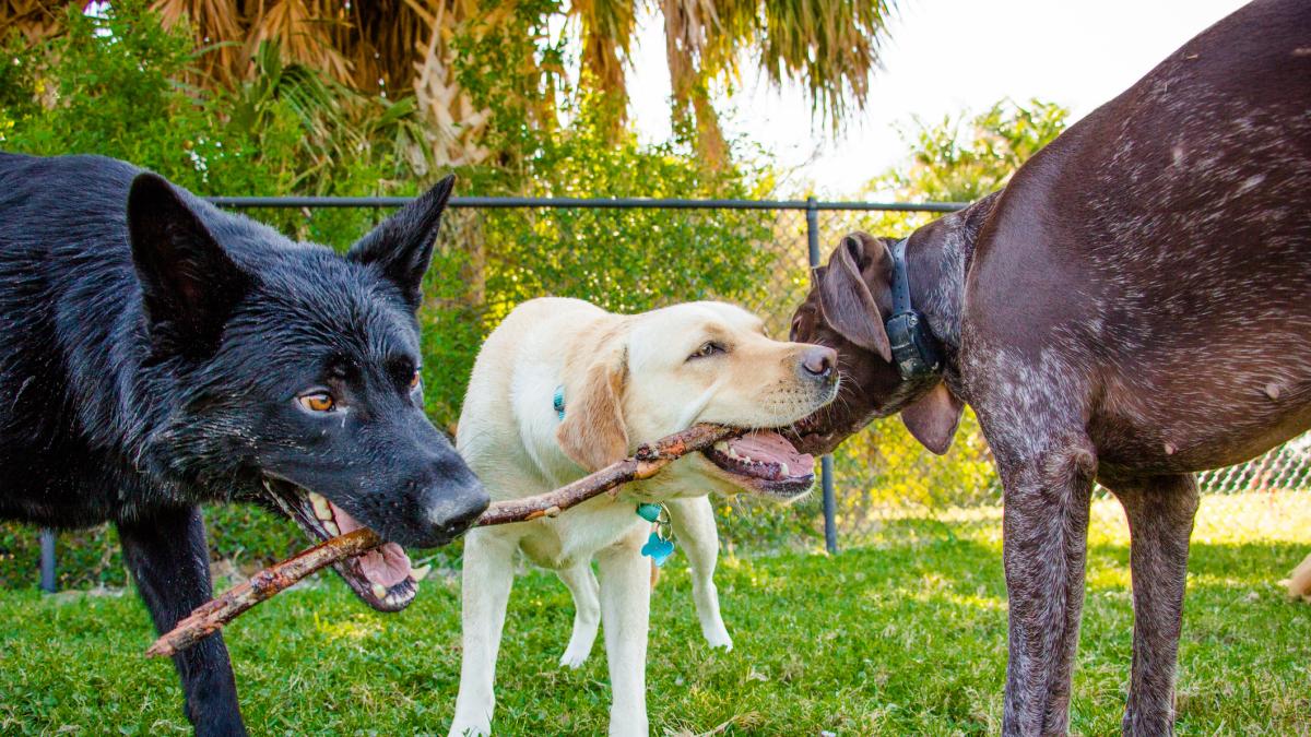 Estos son los dos perros que se encuentran entre los más inteligentes ...