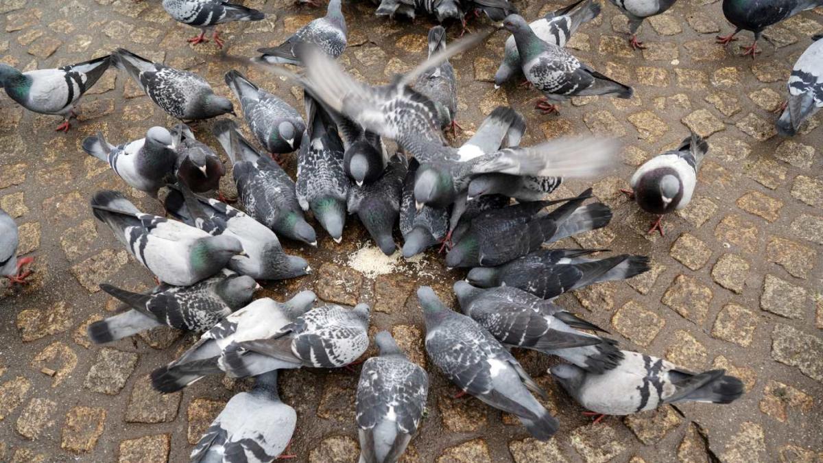 España se prepara para la avalancha de cinco millones de palomas que se ...