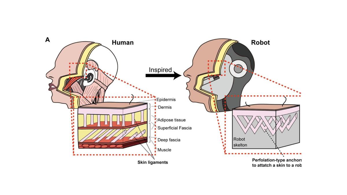Crean robots con piel humana que se cura sola