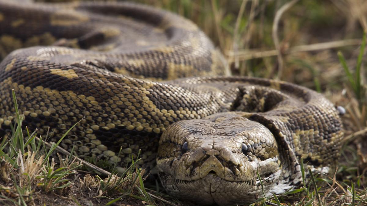 Así es como se capturó a la pitón más grande de la historia