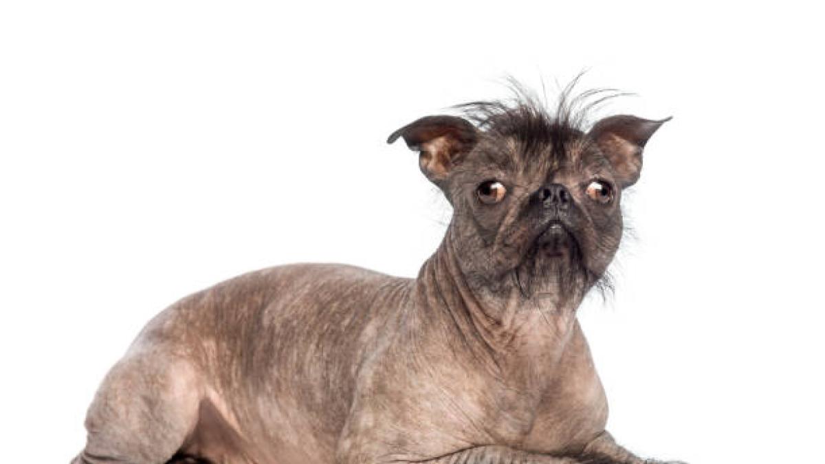 Estos son los perros más feos del mundo
