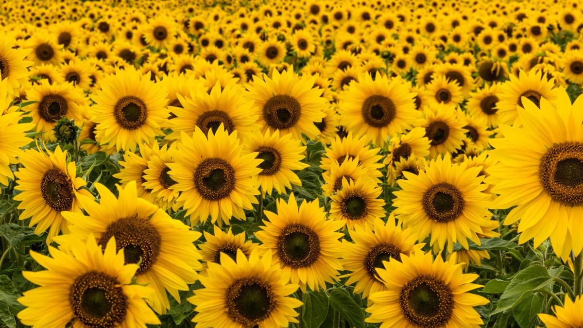 El santuario de los girasoles que debes visitar una vez en tu vida en ...
