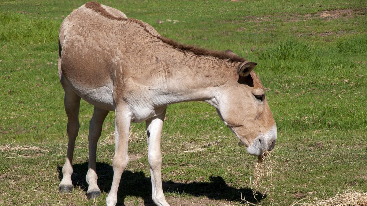 Asombroso nacimiento de un animal del que solo quedan 600 ejemplares