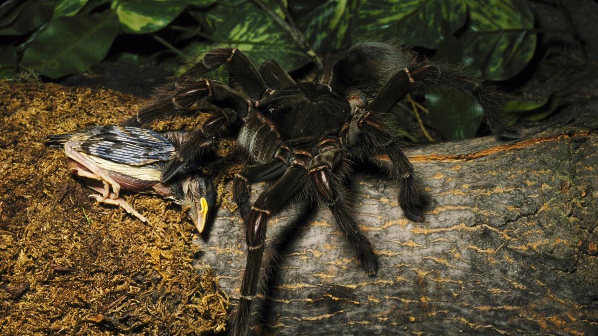 La tarántula más grande del mundo no está en Australia: Goliat pesa 200 ...