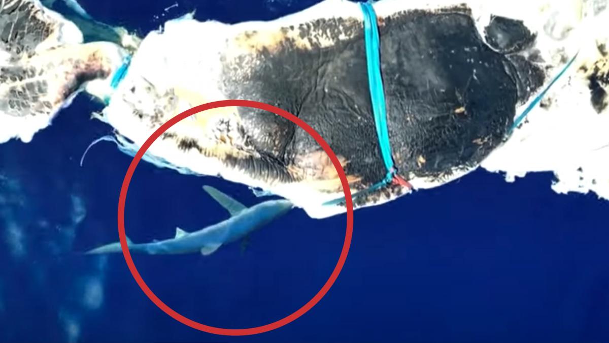 La estremecedora imagen de un cachalote siendo devorado por tiburones ...