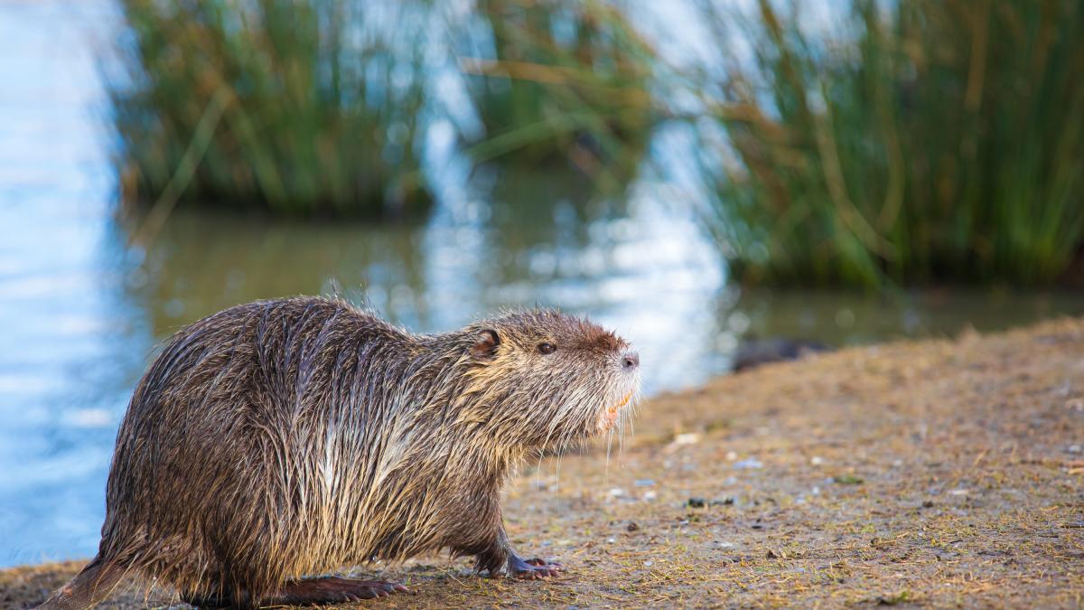 Transmite 4 enfermedades y es uno de los roedores más grandes: el ...