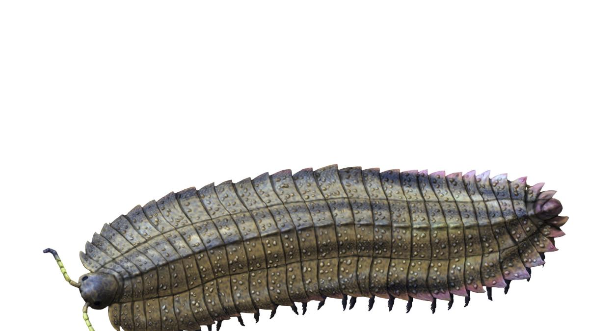 La ciencia asombra con el descubrimiento del insecto más grande del ...