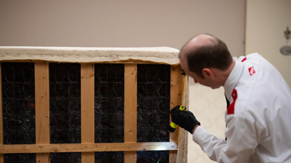 El remedio infalible para evitar que la plaga apestosa que llega a ...