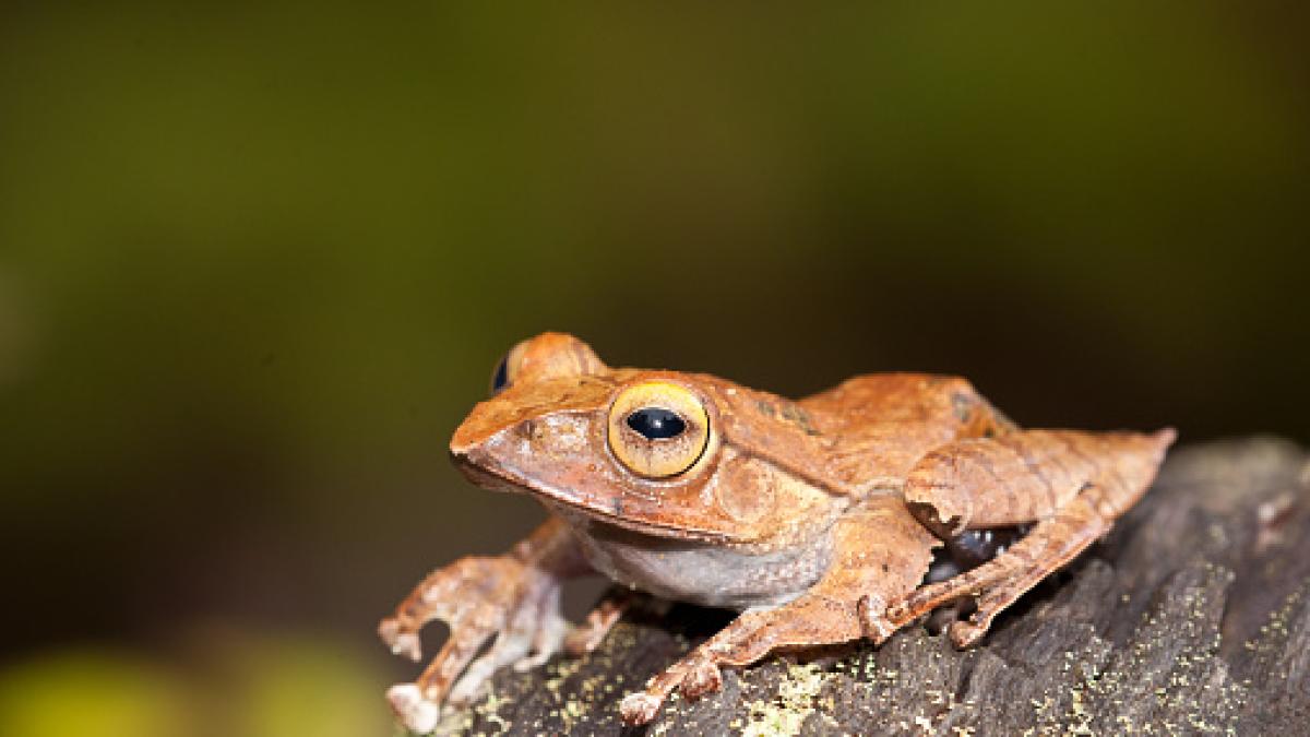 Descubren nuevas especies de ranas en Madagascar que evocan a Star Trek