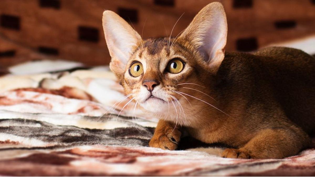 Esta es una de las razas de gato doméstico más antigua del mundo ...