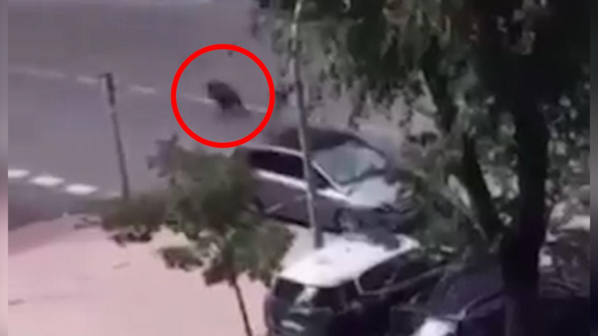 Ve un rostro asomar de una roca y se convierte en su compañero de viaje ...