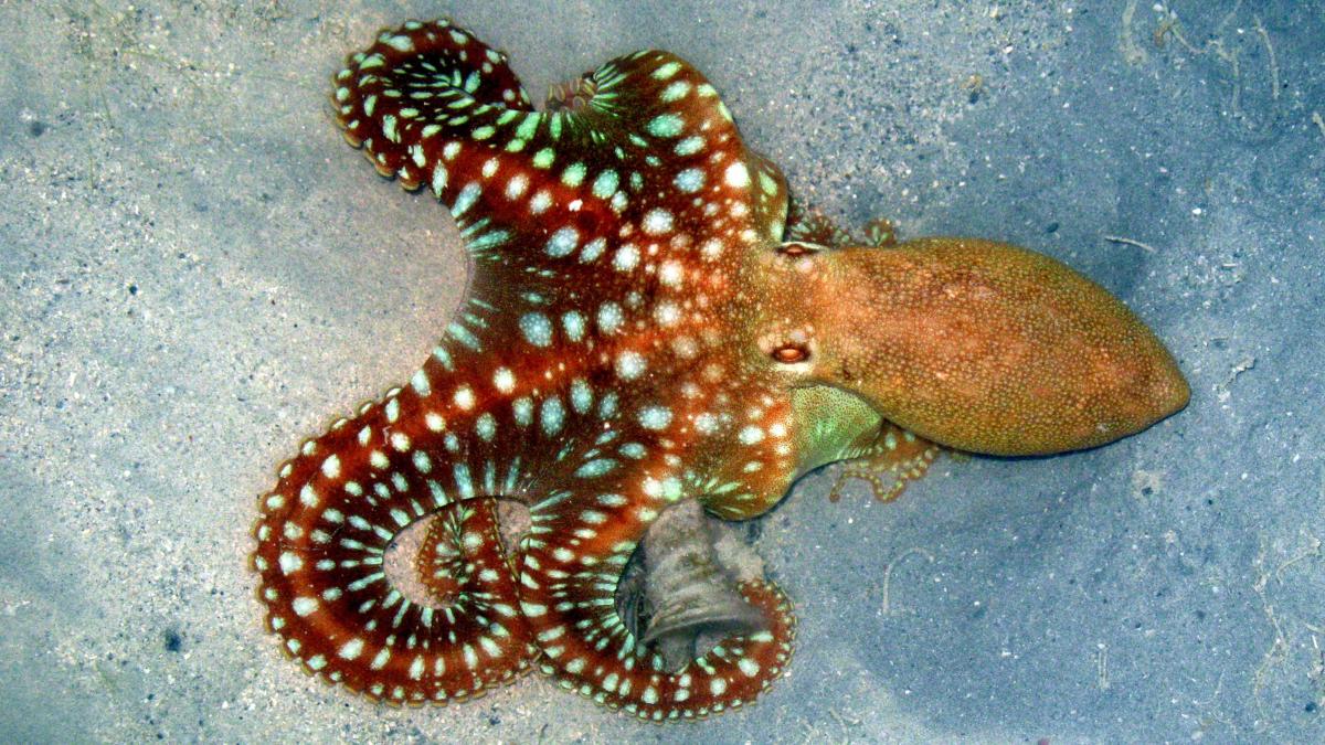 Investigadores españoles detectan un noveno tentáculo en un pulpo y ...