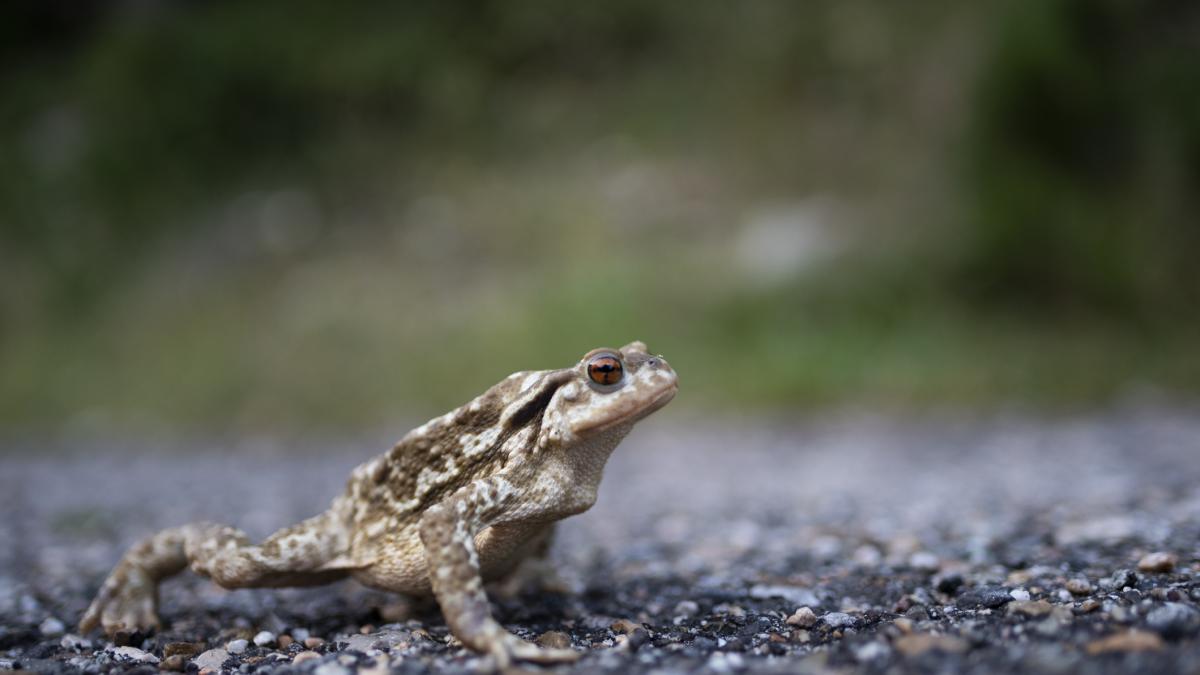 La ciencia asombra con una rana en miniatura: es como una pulga y sufre ...