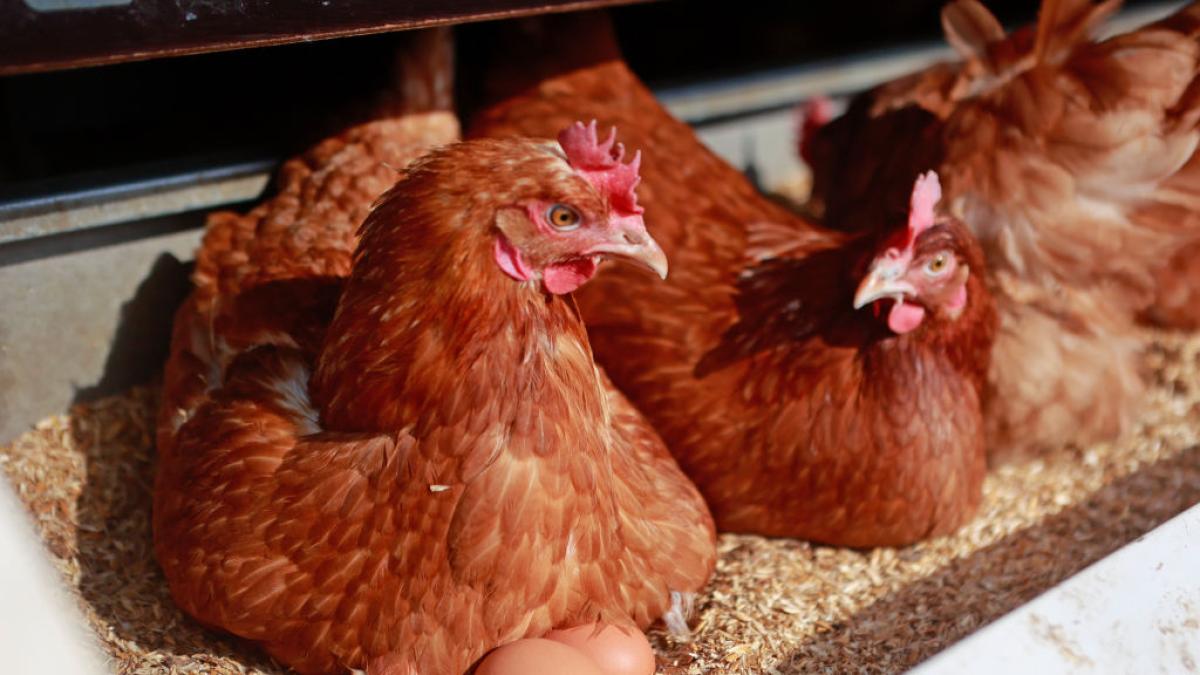 El alimento que debes dar a tus gallinas para que aumenten la ...