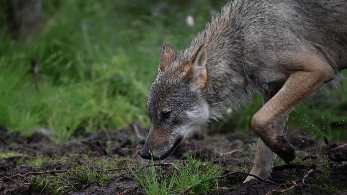 Un estudiante alerta de que un lobo acecha cerca de la escuela y el ...