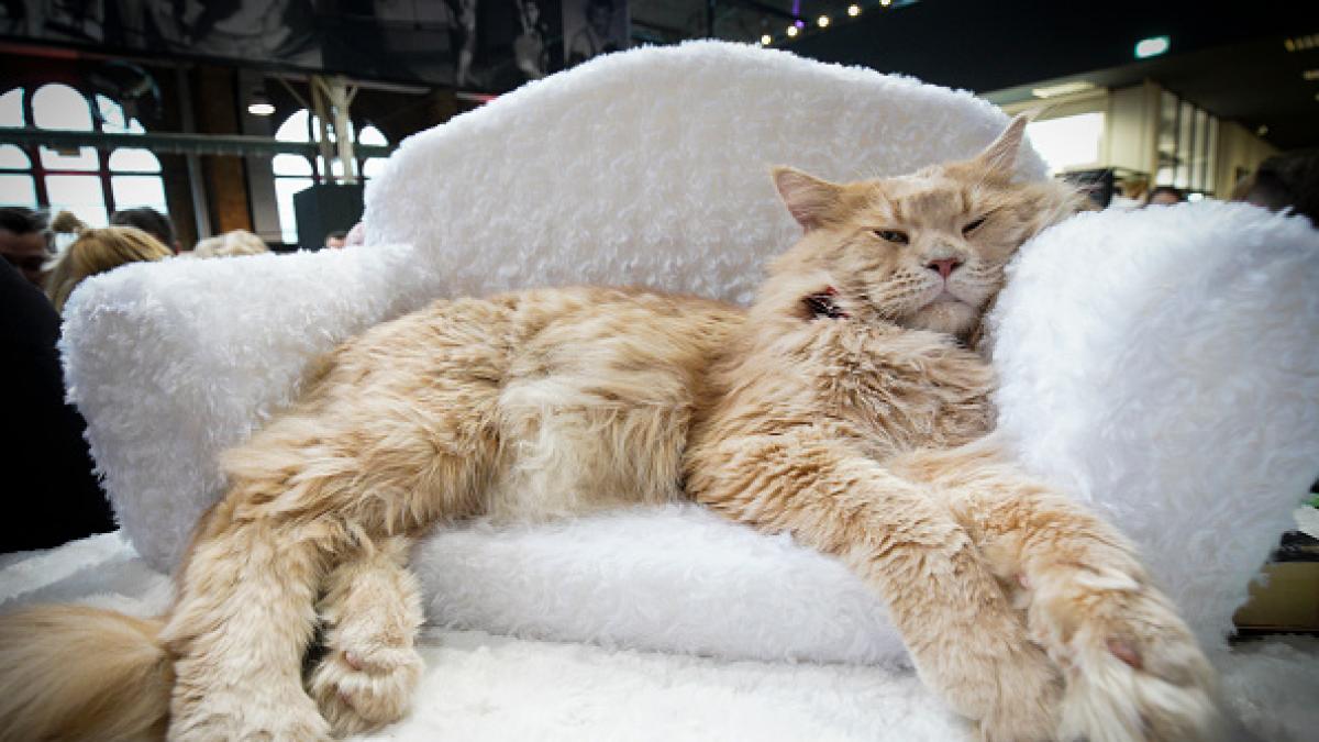 Mide más que un niño de 9 años y todos lo confunden con un perro: así es el felino más viral del ...