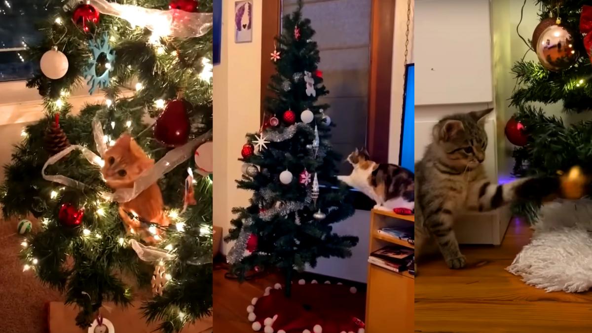 Los gatos y los árboles de Navidad se declaran la guerra: batallas sin ...