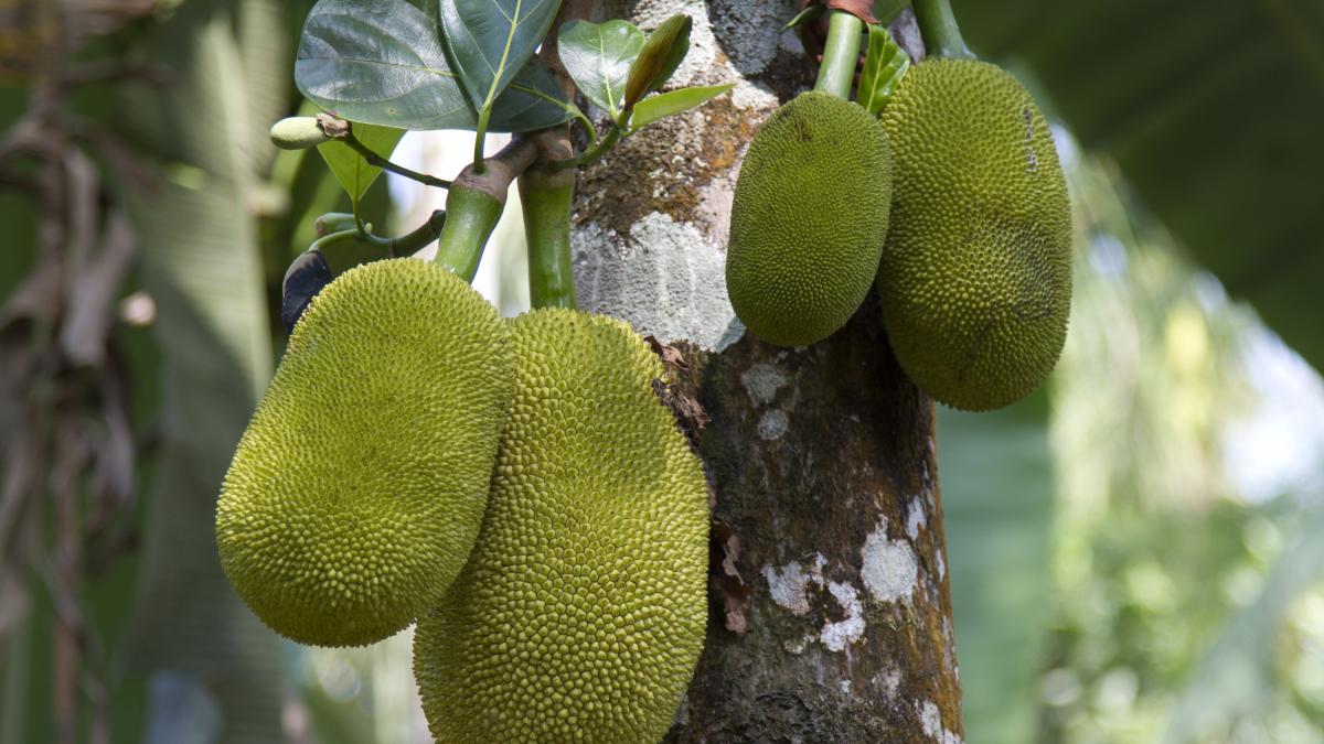 La desconocida fruta que sabe a plátano, melón y papaya: fuente ...