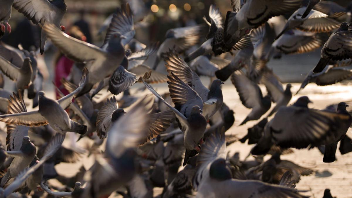 Adiós a las palomas molestas: hay tres formas muy sencillas para ...
