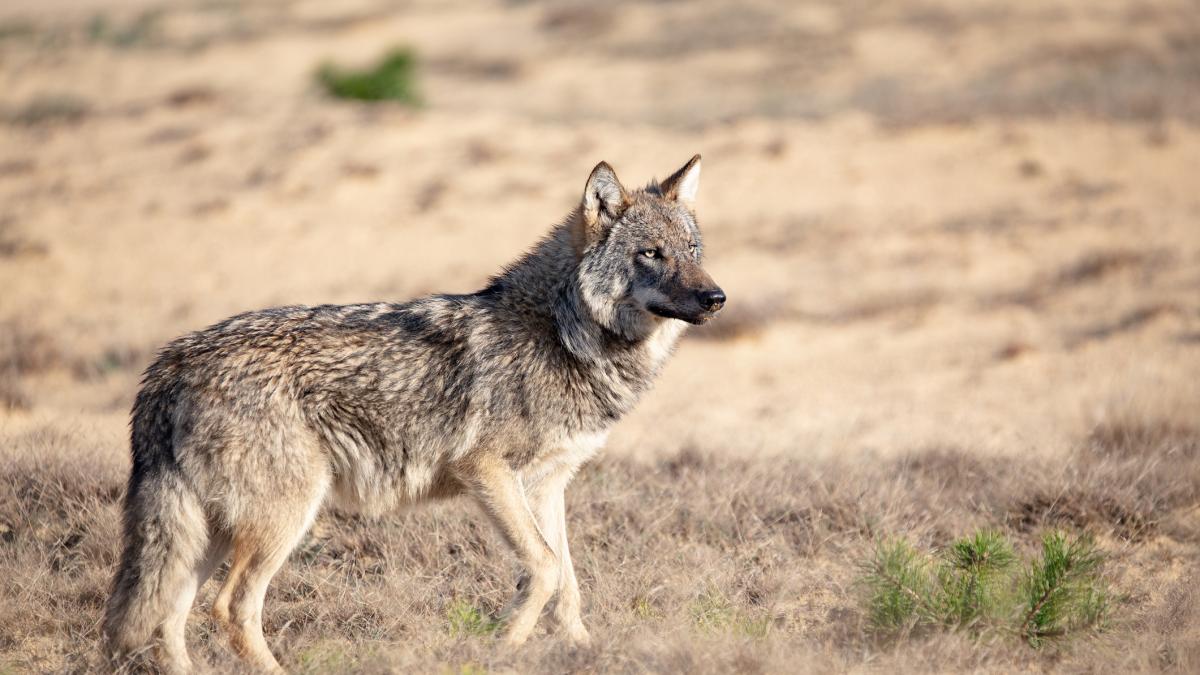 El misterioso animal mitad perro mitad lobo aparece muerto: el pueblo ...