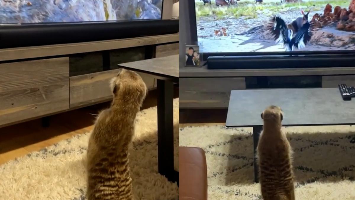 Ese soy yo!”: la épica reacción de un suricato mientras disfruta de ‘El ...