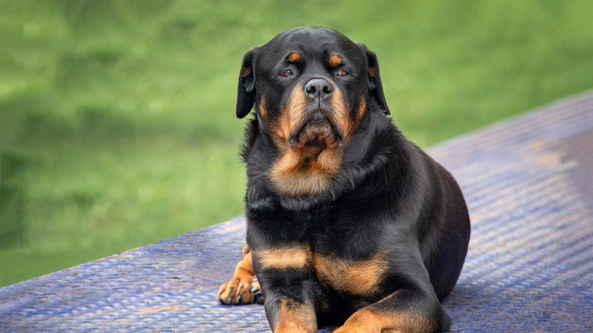Ni China ni Vietnam: este país europeo permite comer carne de perro y ...