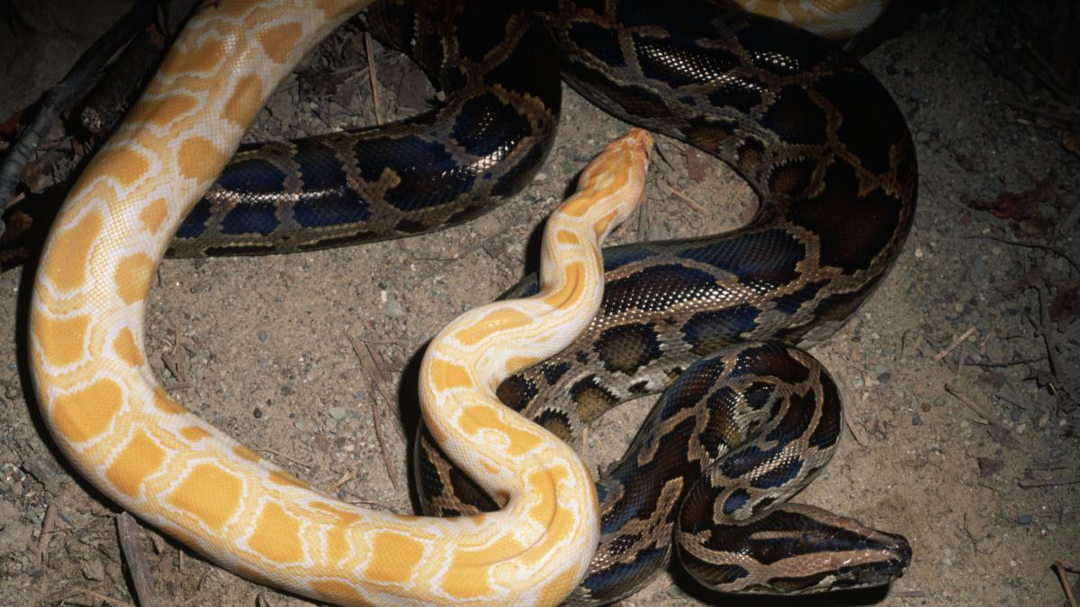 Encuentran una pitón, la crían y cuando se quieren dar cuenta descubren ...