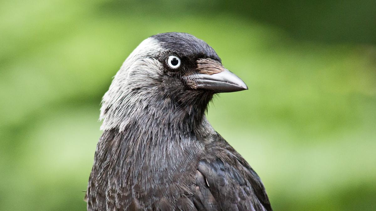 El único animal con la misma inteligencia de un niño de 7 años elige ...