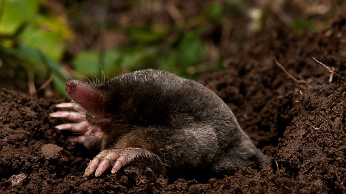 El pelo de perro puede salvarte de la temida plaga que monta 'fiestas ...