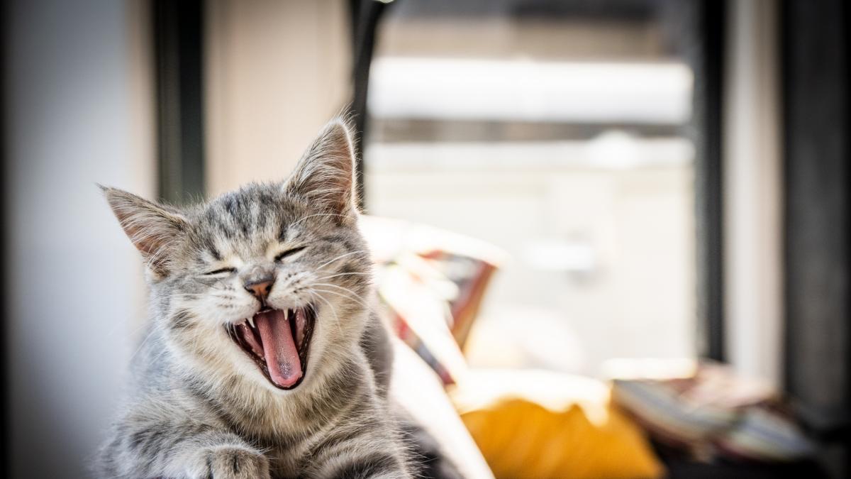 Una veterinaria desvela la forma de dar a tu gato la mayor felicidad