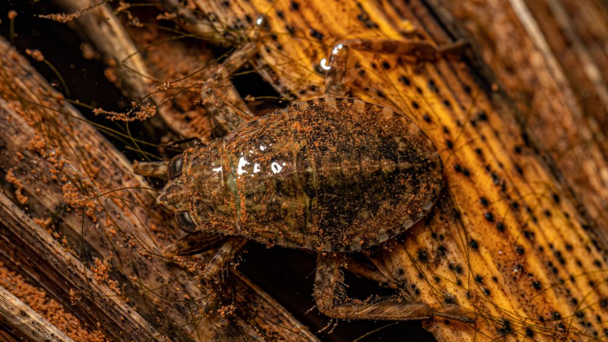 Alerta europea por la plaga de insectos gigantes de picadura dolorosa ...