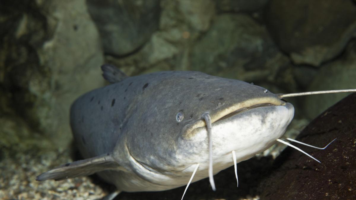 Alertan sobre el pez monstruoso invasor que lo devora todo: hasta los ...