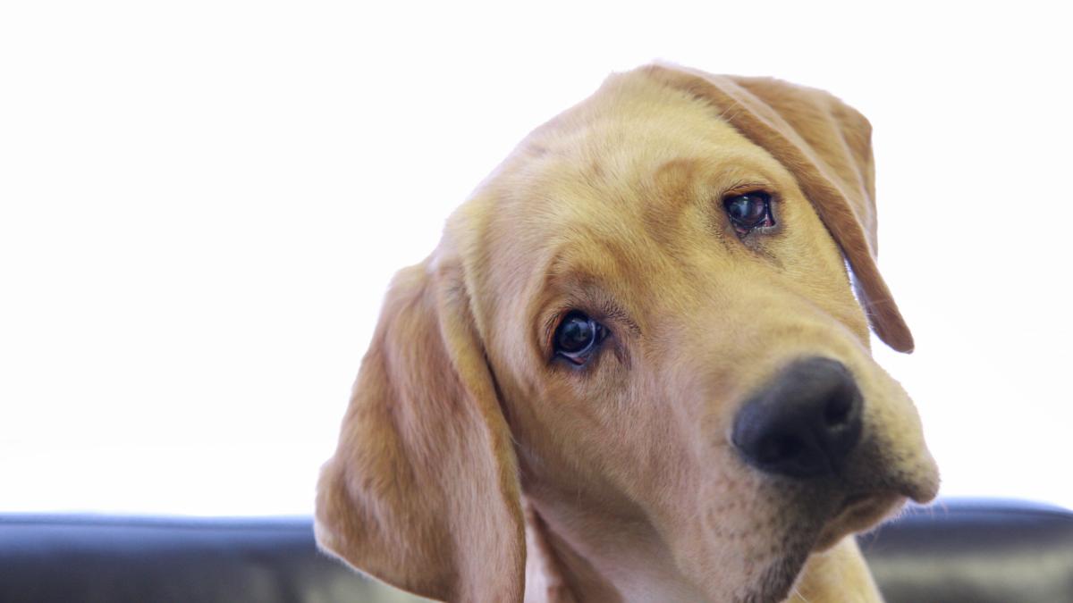 Desvelan qué cuatro comportamientos revelan que tu perro puede estar triste