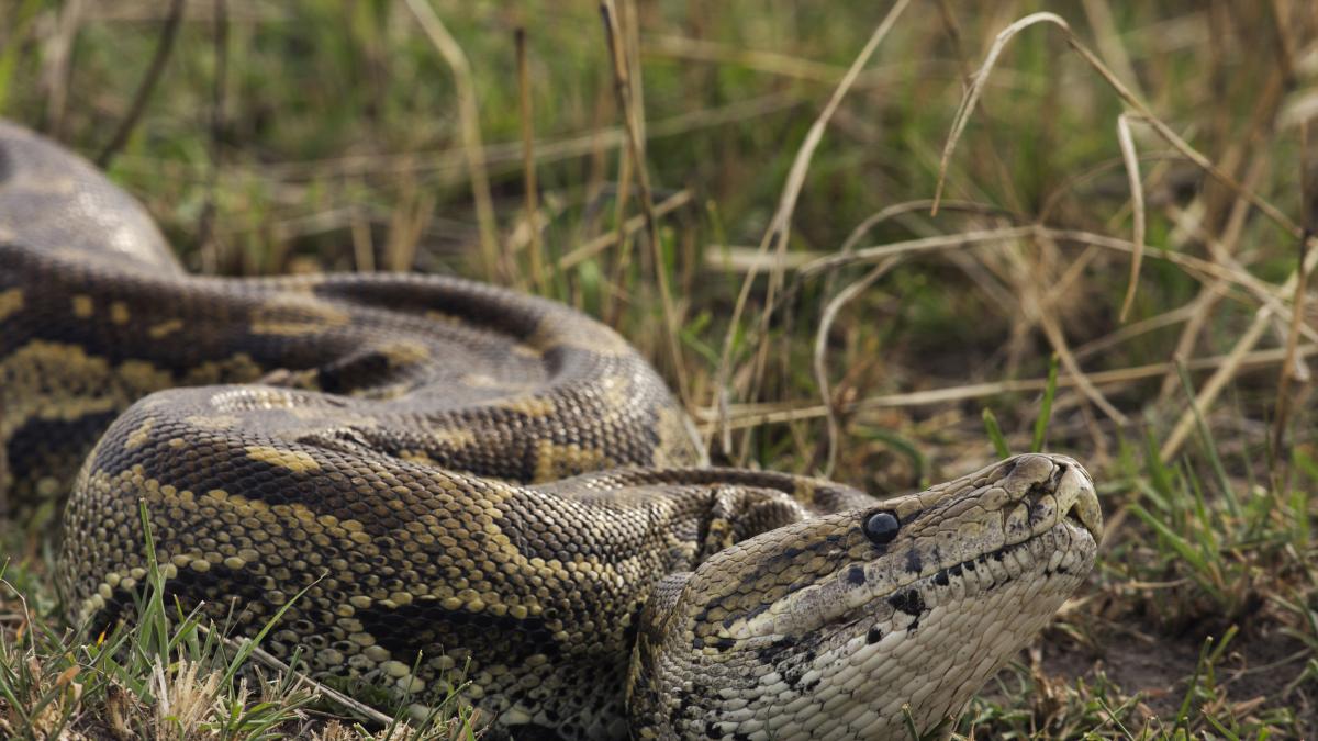 Un guardabosques se enfrenta a una serpiente gigante con un extintor ...