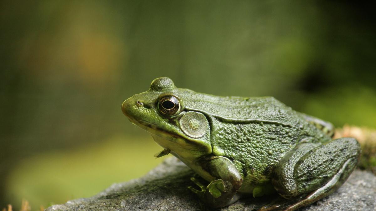 Un niño se come una rana viva en un campamento y le cae encima todo el ...